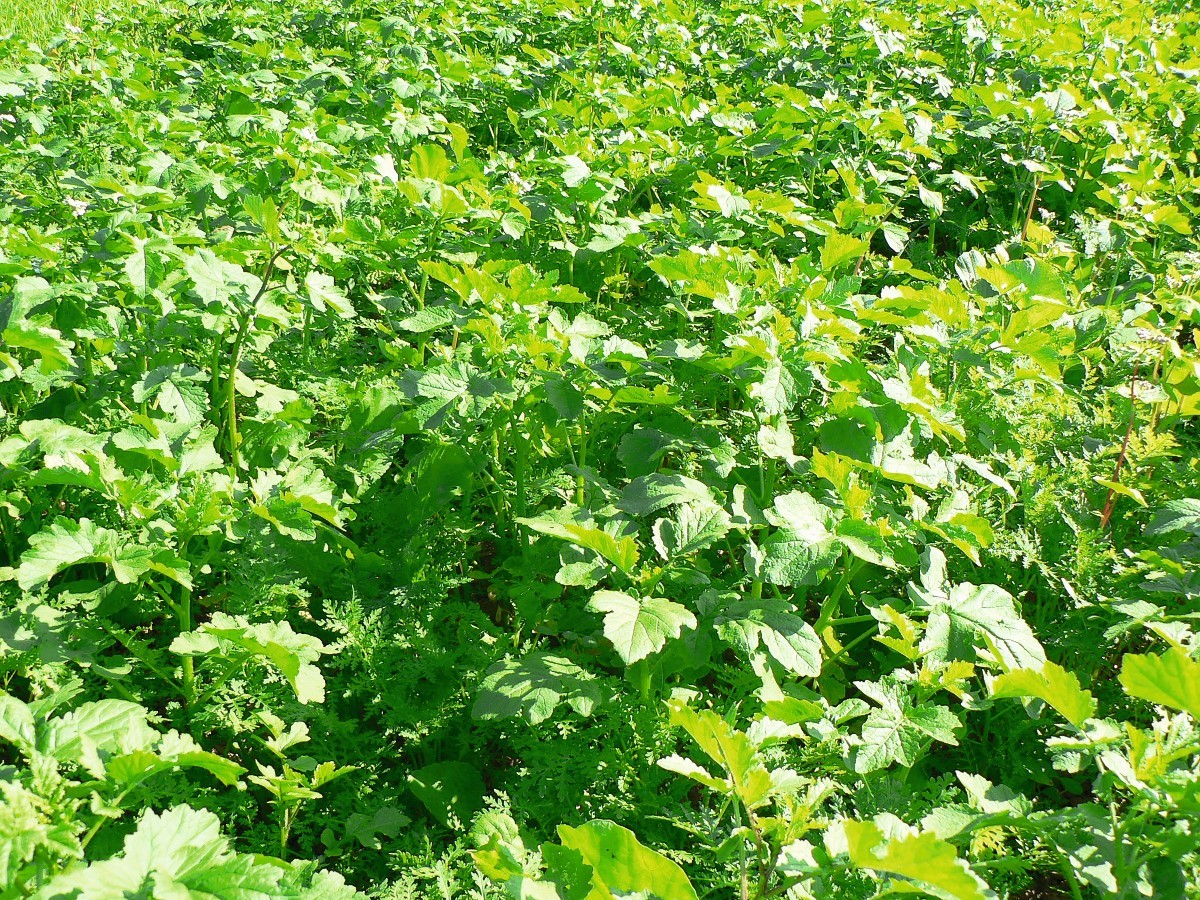 Mix Agro - 25kg