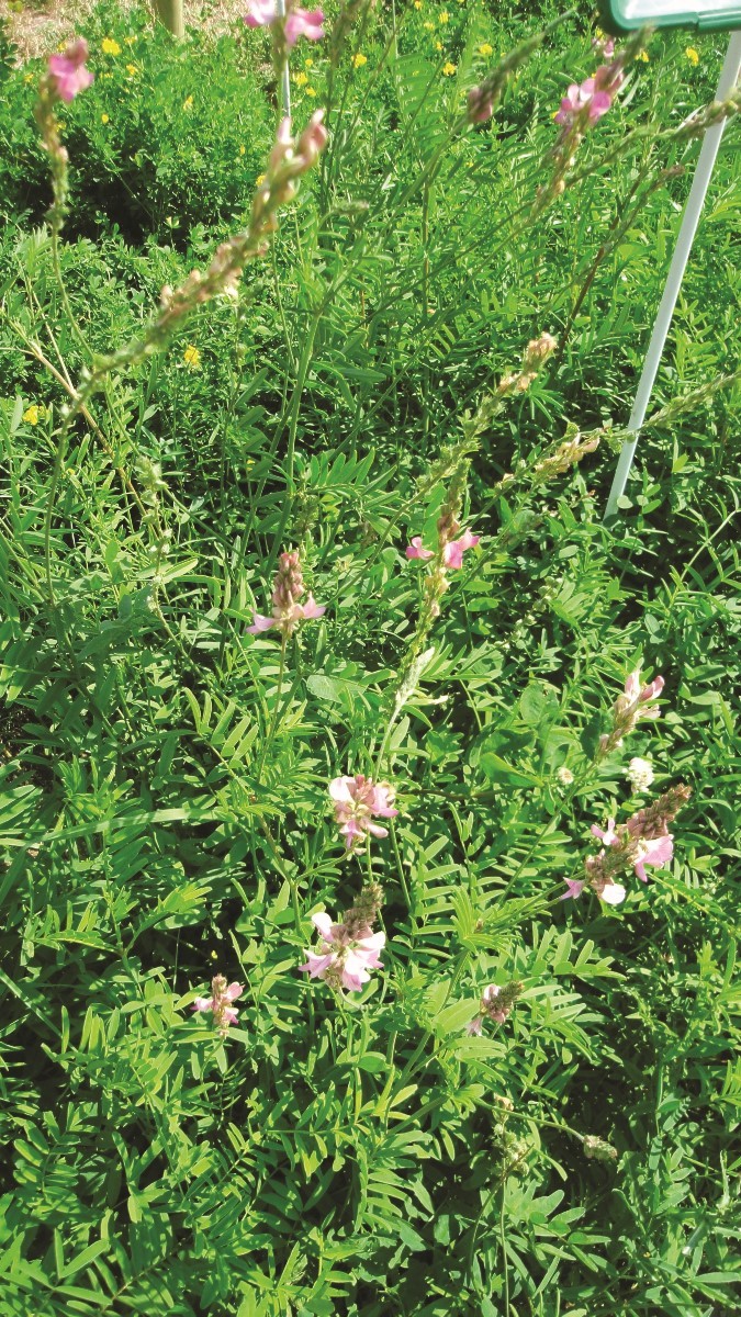 Sainfoin double cosse